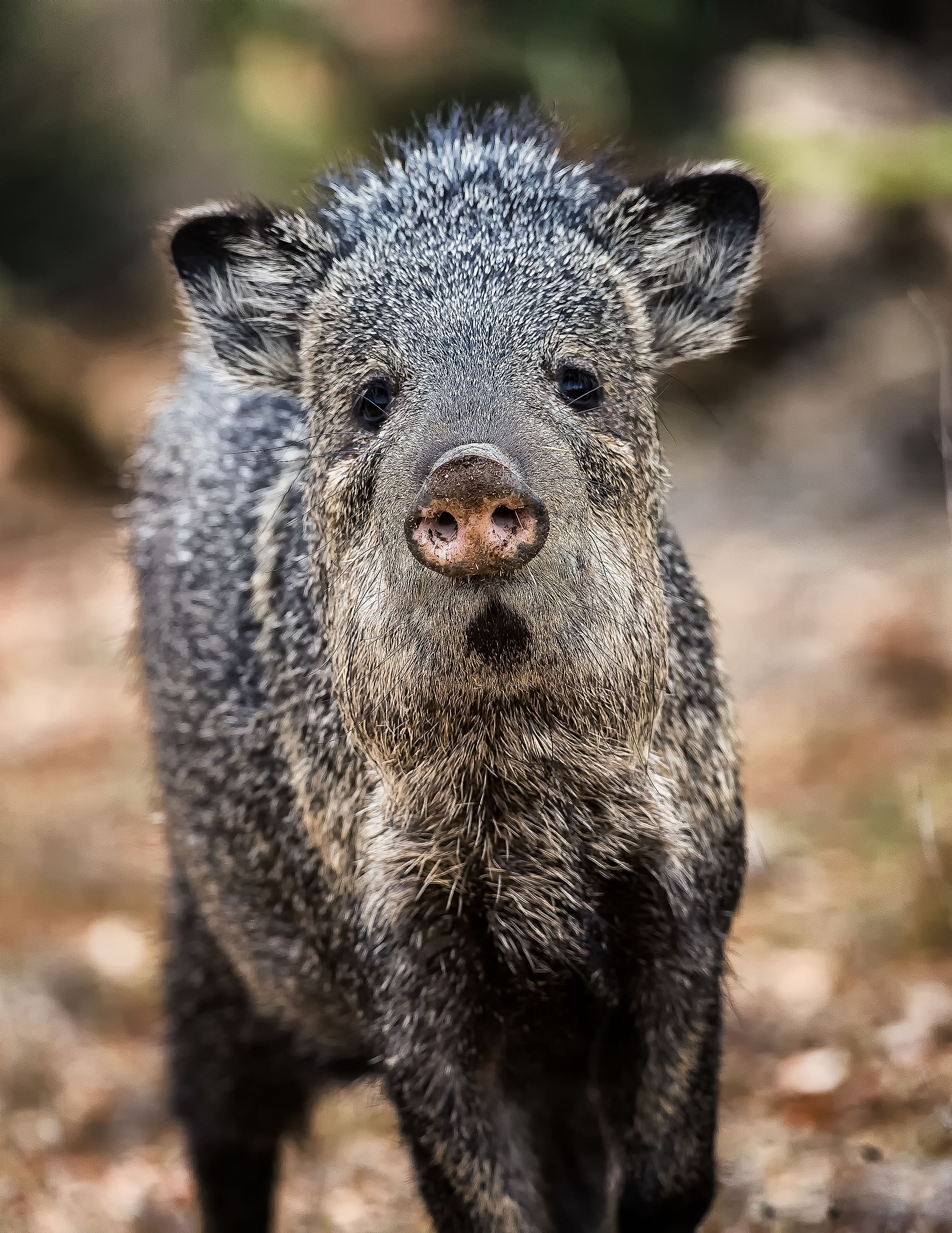 Oh!!! Javelina | Shutterbug